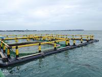 China 6m x 6m Square HDPE Fish Cage for Tilapia Farming with Multi-Cell Floating Net Cage for sale