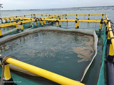 China 6m x 6m Square HDPE Fish Cage for Tilapia Farming with Multi-Cell Floating Net Cage for sale