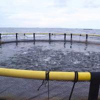 China South America Chile Special HDPE Fish Cage Anti-wave Salt Alkali Resistant Aquaculture Cage for sale