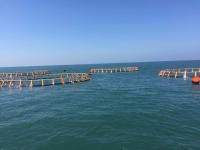 China Bigger space, healthier fish, massive profits: The HDPE Fish Cage revolution. for sale