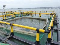 China PE100 Material Anti-wind Square HDPE Fish Cage with 200mm Main Float Pipe for Aquaculture for sale