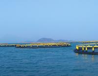China @FishFarmers: Round or Square Net Cages? Contact Us to Find Your Perfect Fit! for sale