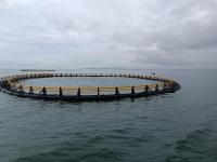 China Affordable HDPE Fish Cage, Production Up to 20 Tons, Starting at USD 2000 for sale