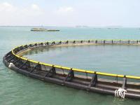 China Affordable HDPE Fish Cage, Production Up to 20 Tons, Starting at USD 2000 for sale