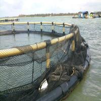 China HDPE Deep Sea Anti-Typhoon Circular Fish Cage, High Wave Resistance for sale