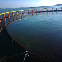 China HDPE Circular Deep‑Water Fish Cage Complete Set With Netting & Mooring System For Marine Aquaculture for sale
