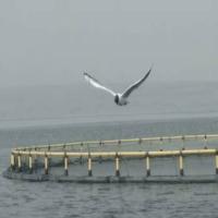 China Cold Resistant HDPE Fish Cage for Low Temperature Water Area for sale