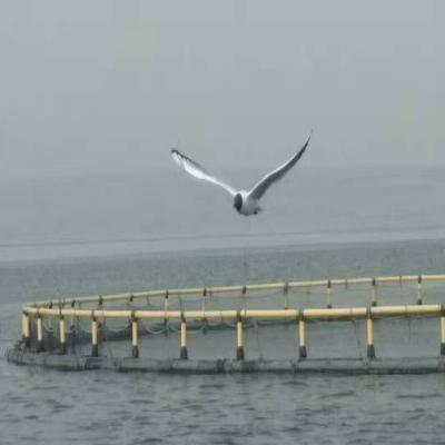 China Cold Resistant HDPE Fish Cage for Low Temperature Water Area for sale