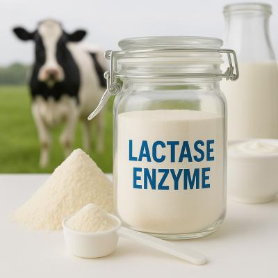 China Food-Grade Beta-Galactosidase For Dairy Intolerance Solutions Dairy-Free Enzyme Supplement For Improved Digestion Absorption for sale