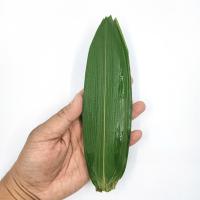 China Green Fresh Sushi Rolling Bamboo Leaf 5-11 cm for Rice Dumplings for sale