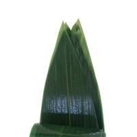 China Big Size Food Safe Green Bamboo Leaf For Sushi / Zongzi for sale