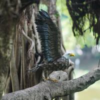 China Metal Eagle Garden Ornament Statue - High Durability Iron Construction with Weather-Resistant Powder Coating for sale