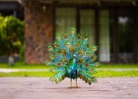 China Colorful Metal Yard Ornaments Vivid Metal Peacock Garden Decoration for sale