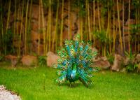 China Colorful Metal Yard Ornaments Vivid Metal Peacock Garden Decoration for sale