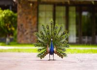 China Gorgeous Metal Yard Ornaments Eye Catching Metal Peacock Statue Colorful for sale