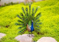 China Gorgeous Metal Yard Ornaments Eye Catching Metal Peacock Statue Colorful for sale