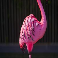 China Outdoor Pink Flamingo Metal Yard Art / Metal Flamingo Garden Stake for sale