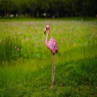 China Outdoor Pink Flamingo Metal Yard Art / Metal Flamingo Garden Stake for sale