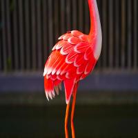 China Outdoor Metal Flamingo Yard Decor Lawn Flamingo Metal Statue for sale
