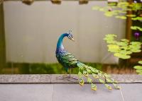 China Colorful Animal Peacock Metal Garden Ornament Artistic Weatherproof for sale