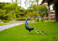 China Colorful Animal Peacock Metal Garden Ornament Artistic Weatherproof for sale