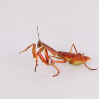 China Small Iron Vivid Insect Lawn Decorations Metal Garden Decorations for sale