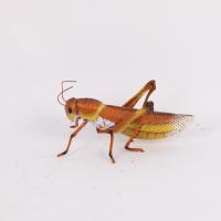 China Small Iron Vivid Insect Lawn Decorations Metal Garden Decorations for sale
