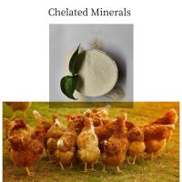 China Multivitamin Complex Animal Wellness Supplements Delivering Essential Nutrients for Optimal Animal Growth and Development for sale
