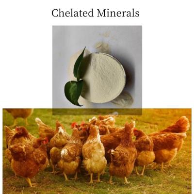 China Multivitamin Complex Animal Wellness Supplements Delivering Essential Nutrients for Optimal Animal Growth and Development for sale