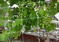 China Horticulture & Gardening - Climbing Support Netting / Plant Support Netting for sale