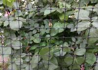 China Horticulture & Gardening- Deer Fence / Plastic Netting Fencing, Deer Control Plastic Mesh Fencing for sale