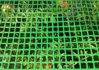 China Horticulture & Gardening - Garden Mesh / Plastic Netting Fence, Plastic Garden Fence, Extrude Plastic Netting for sale