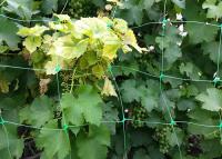 China Horticulture & Gardening - Plant Support Netting | Pea and Bean Climbing Mesh for sale