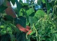 China Horticulture & Gardening - Climbing Support Netting / Plant Support Netting for sale