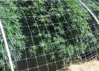 China Horticulture & Gardening - Climbing Support Netting / Plant Support Netting for sale
