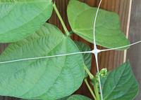 China Horticulture & Gardening - Plant Support Netting | Pea and Bean Climbing Mesh for sale