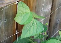 China Horticulture & Gardening - Plant Support Netting | Pea and Bean Climbing Mesh for sale