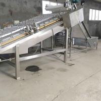 China Automatic Shrimp Peeling Machine 30-300kg/h Capacity with 1.1-3kW Power for Factory Processing for sale