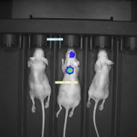 China Small Animal In Vivo Imaging System for sale