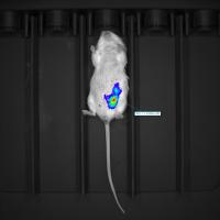 China Small Animal In Vivo Imaging System for sale