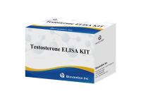 China Laboratory Or Hospital High Precision Ferr Testosterona Free Tes  ELISA Test Kit for sale
