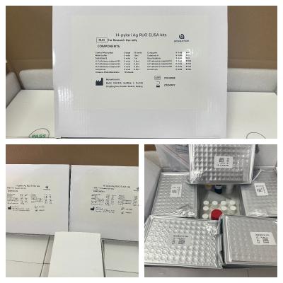China H Pylori  ELISA Test Kit 480test/kit Elisa Screening Kit Results for sale