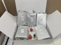 China 11-dehydro-Thromboxane B2 11dhTxB₂ ELISA Test Kit IVD High Accuracy And Simple Operation for sale