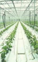 China 100kg/m3 Hydroponic Stonewool Cubes - 1000mm Length Growing Medium for Fruit Cultivation for sale