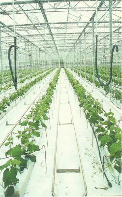 China 100mm Hydroponic Stonewool Starter Cubes with Hole - 60-100kg/m³ Density for Indoor Agriculture for sale
