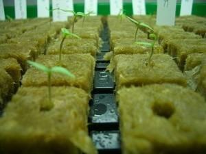 China 100kg/m3 Hydroponic Stonewool Cubes - 1000mm Length Growing Medium for Fruit Cultivation for sale