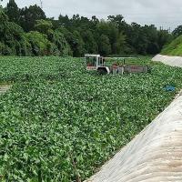 China Water Hyacinth Cleaning Professional Aquatic Weed Harvester with 3.5-5kn/H Working Speed for sale