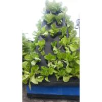 China Commercial Aeroponics Hydroponic System For Greenhouse Vegetables Growing for sale