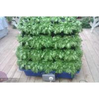 China Commercial Aeroponics Hydroponic System For Greenhouse Vegetables Growing for sale