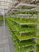 China Vertical Farming Hanging Plant Hydroponic Intelligence Farming for sale